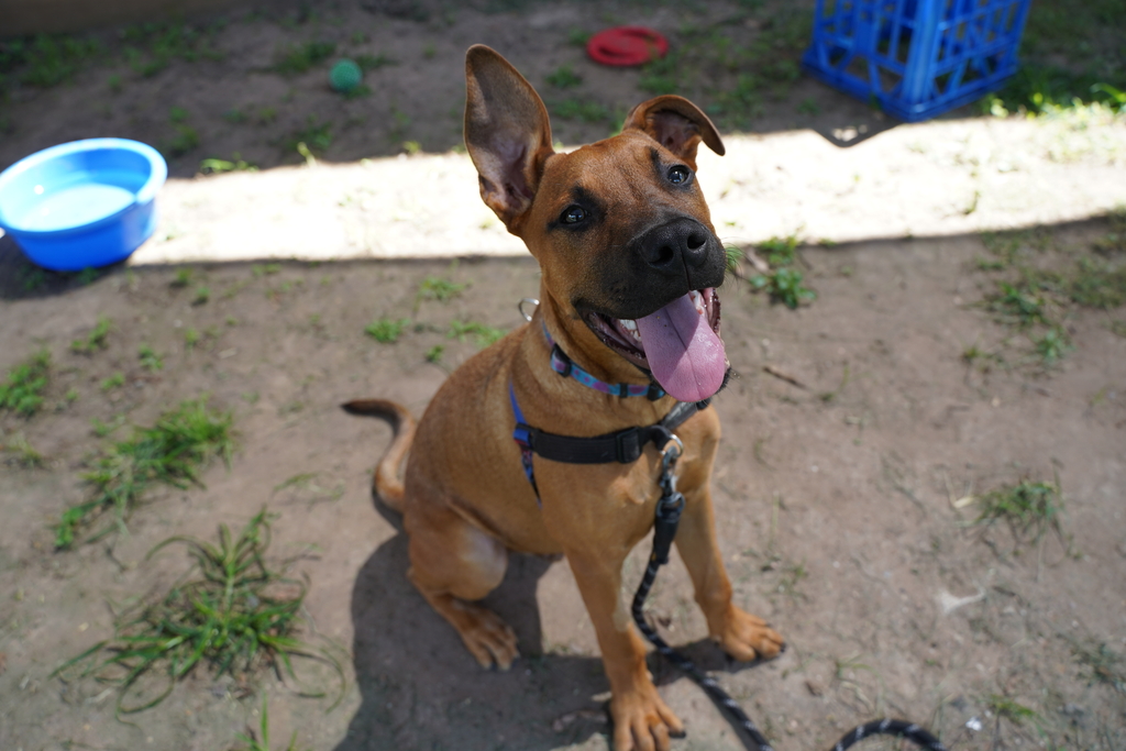 Parlo - Medium Male American Staffordshire Bull Terrier Mix Dog in QLD ...