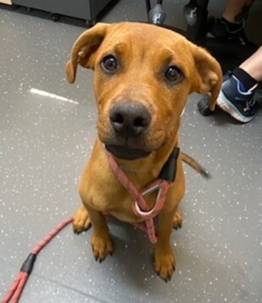 Fawn - Medium Female Rhodesian Ridgeback x English Staffordshire Bull ...