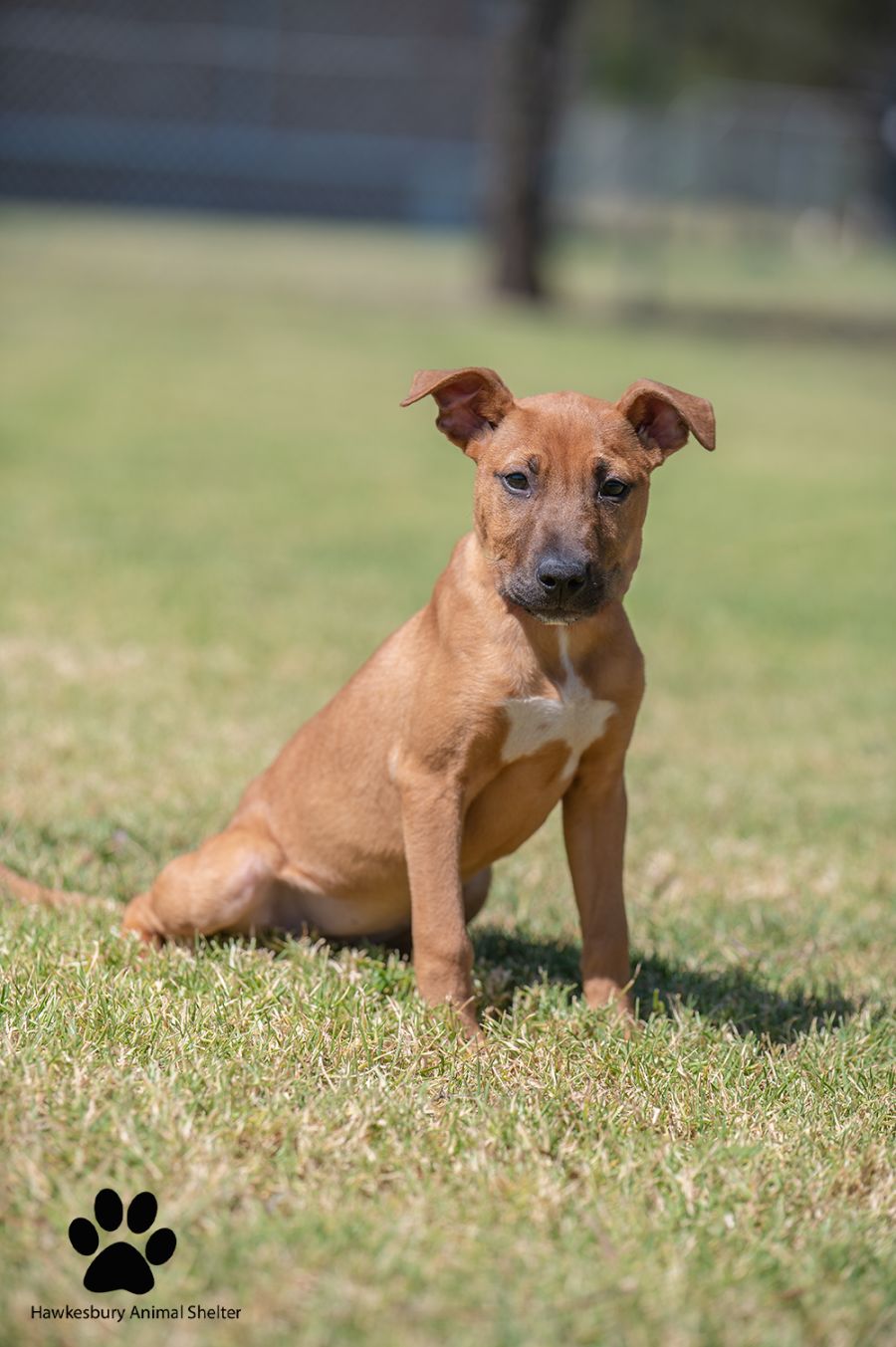Olive - Small Female Staffy Mix Dog in NSW - PetRescue