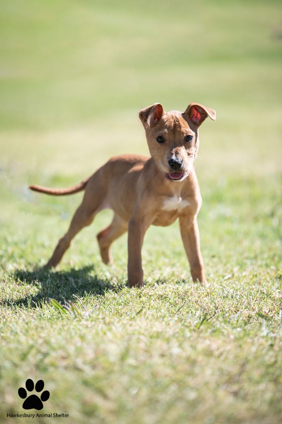Kayla - Small Female Staffy Mix Dog in NSW - PetRescue