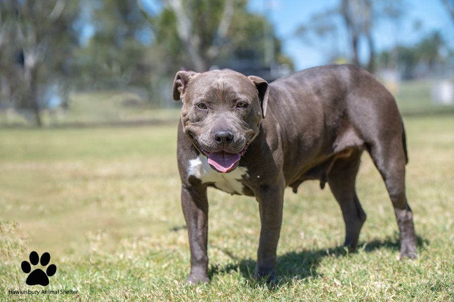 Maggie May - Medium Female Staffy Dog in NSW - PetRescue