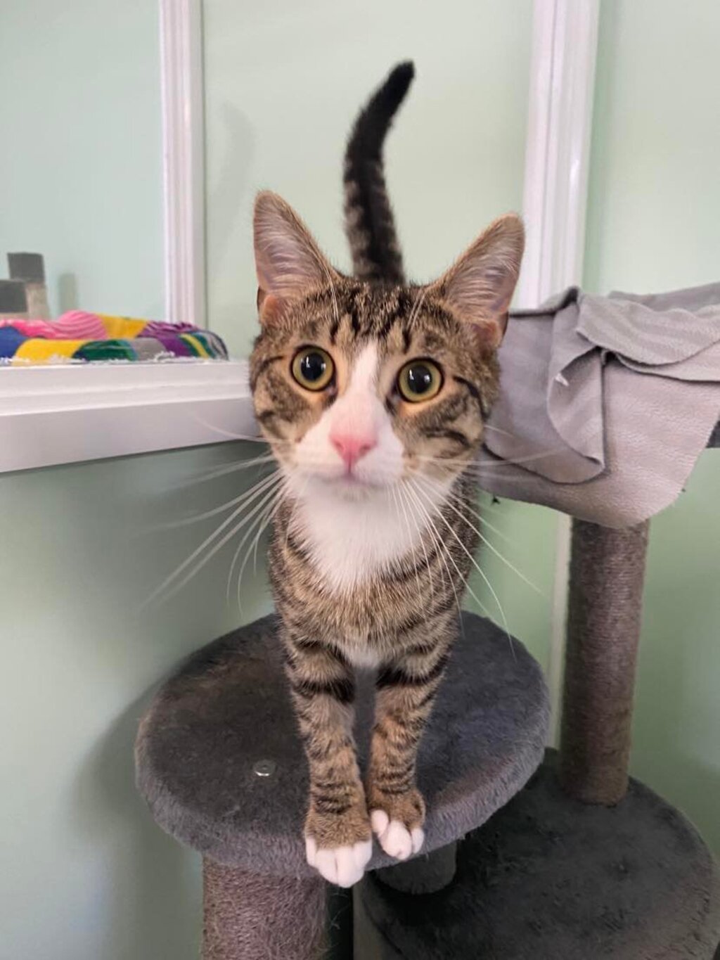 Tubby - Male Domestic Short Hair Cat in ACT - PetRescue