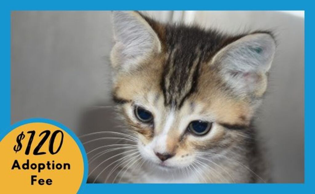 Garfunkel - Male Domestic Short Hair Mix Cat in VIC - PetRescue