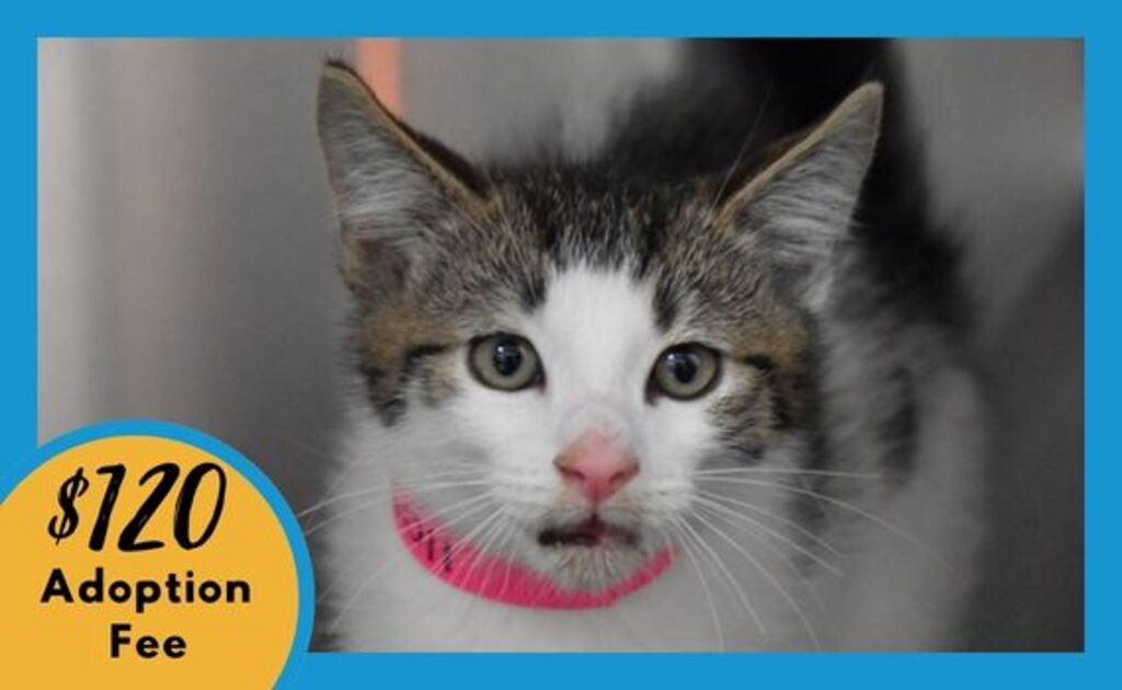 Shortbread Shaun - Male Domestic Short Hair Mix Cat in VIC - PetRescue