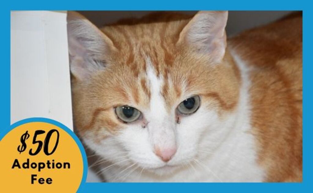 Possum - Female Domestic Short Hair Mix Cat in VIC - PetRescue
