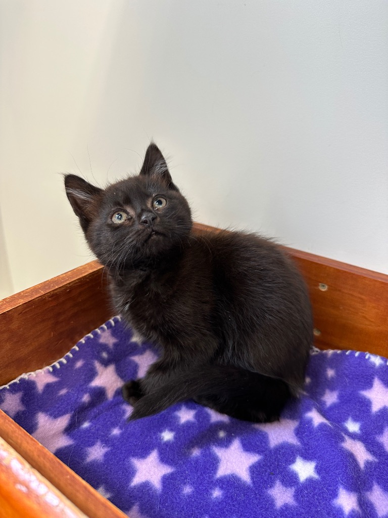 Churro - Male Domestic Short Hair Cat in TAS - PetRescue