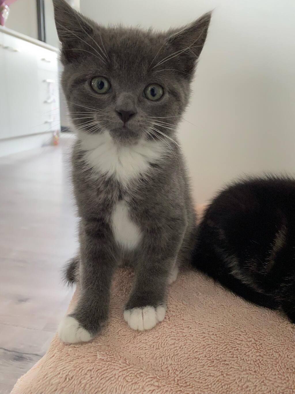 Gouda - Male Dmh Mix Cat in VIC - PetRescue