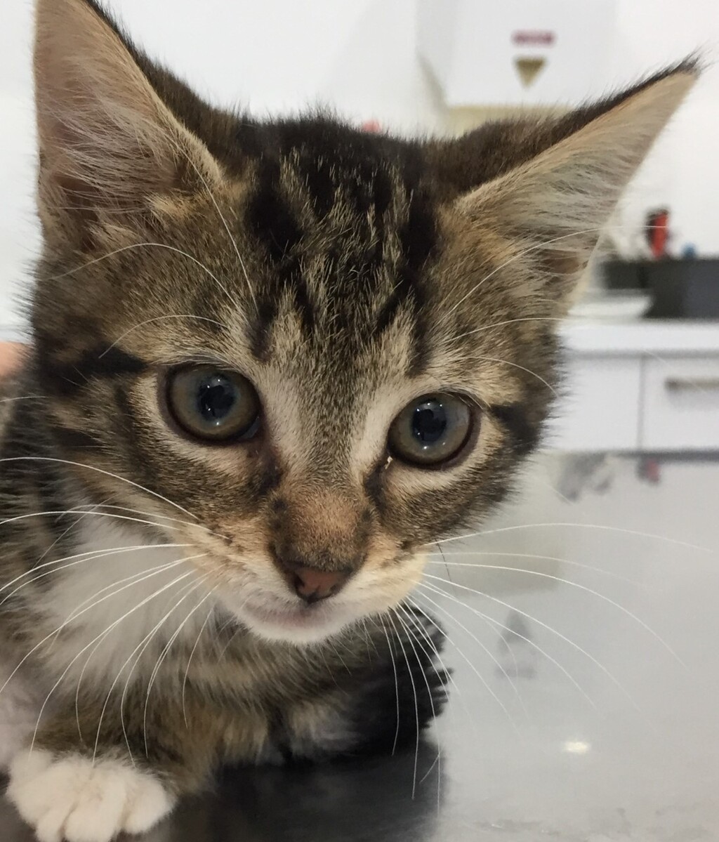 Grinch - Male Manx Cat in VIC - PetRescue