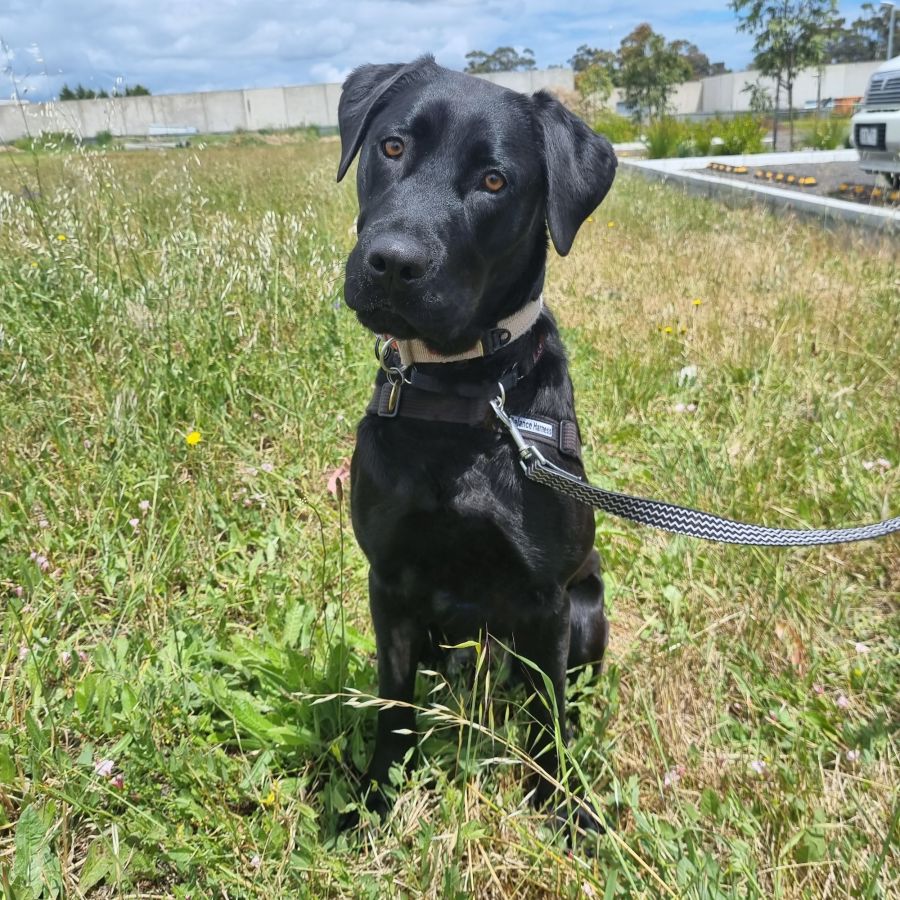Hope - Large Female Labrador Mix Dog in VIC - PetRescue