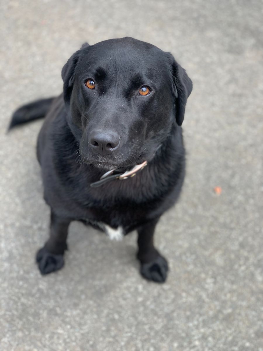 Nera - Medium Female Labrador Mix Dog in VIC - PetRescue