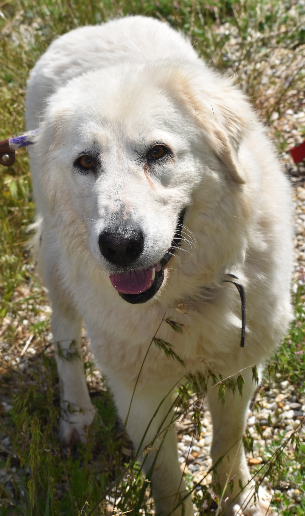 Scallywag - Large Female Maremma Sheepdog Mix Dog in VIC - PetRescue