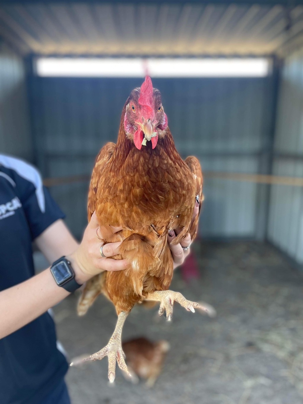 Chiquito - Female Isa Brown Mix Fowl in WA - PetRescue