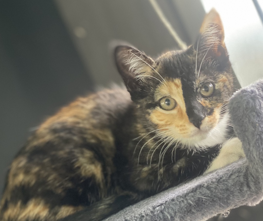 Chimera - Female Domestic Short Hair Mix Cat in VIC - PetRescue