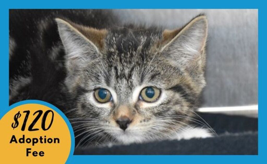 Tinky Winky - Female Domestic Short Hair Mix Cat in VIC - PetRescue