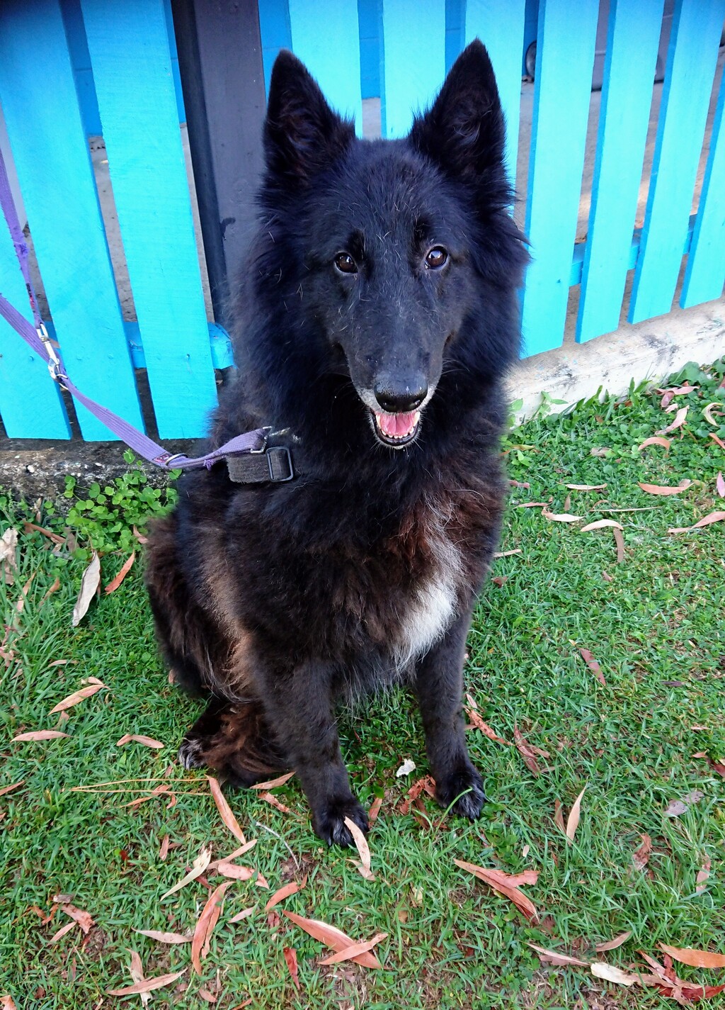 Freja - Large Female Belgian Shepherd Groenendael Mix Dog in QLD ...