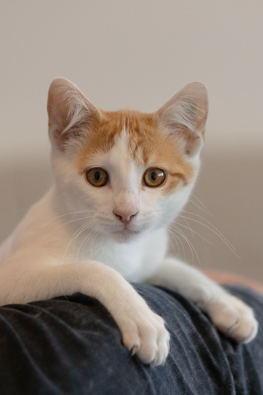 Chimp - Male Domestic Short Hair Cat in VIC - PetRescue