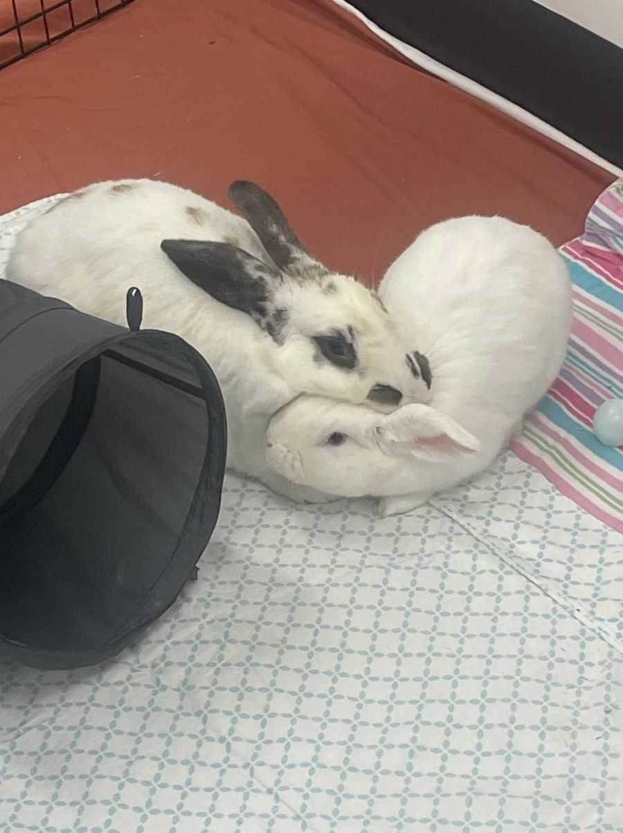 Spotty (and Topepi) - Female Flemish Giant Mix Rabbit in VIC - PetRescue