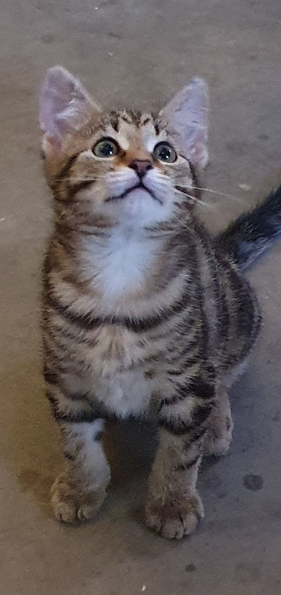 Mocca - Male Domestic Short Hair Cat in VIC - PetRescue