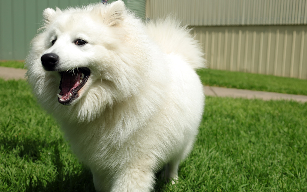 Charlie - Small Male Japanese Spitz Mix Dog in VIC - PetRescue