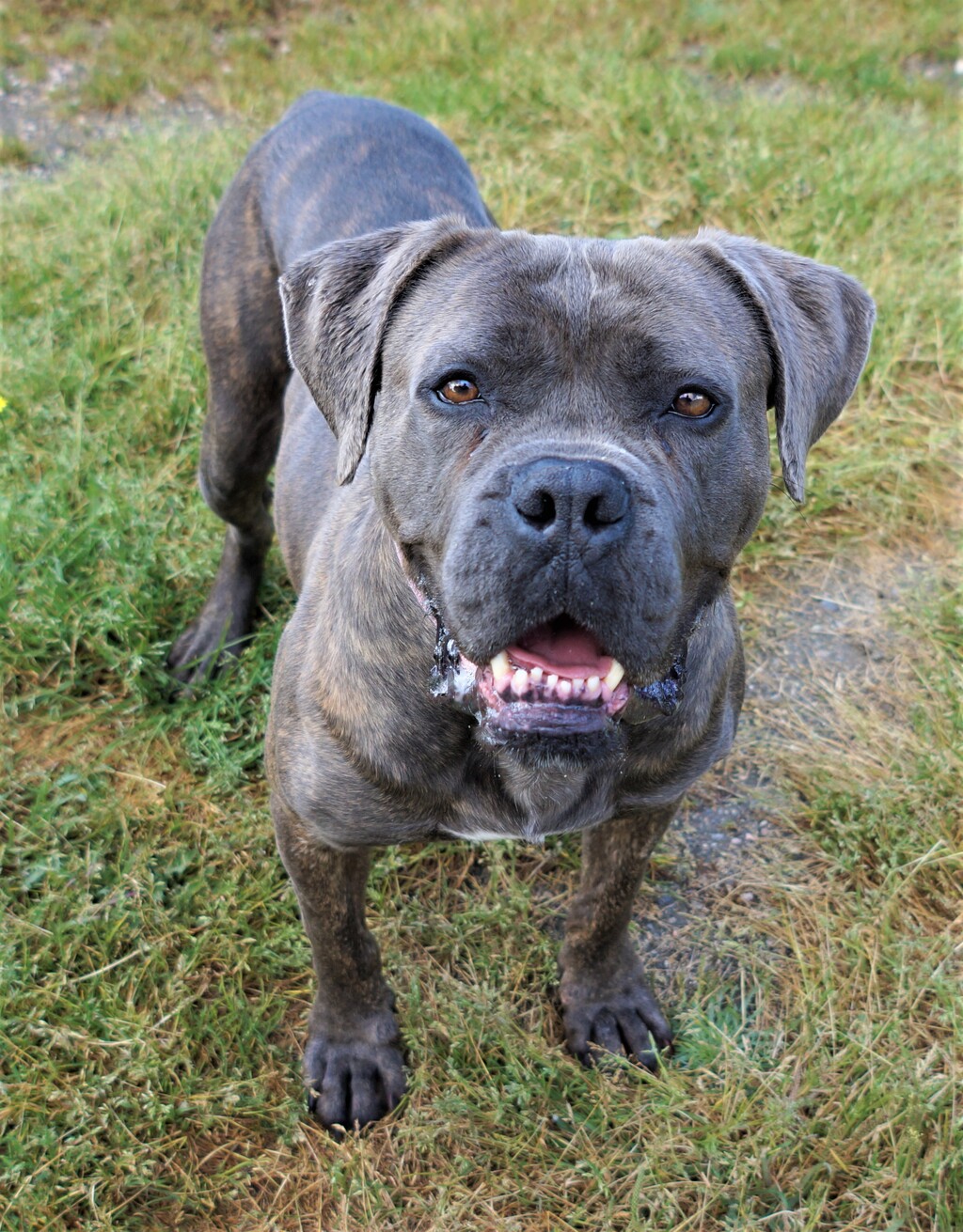 Tamar - Large Female Cane Corso Mix Dog in TAS - PetRescue
