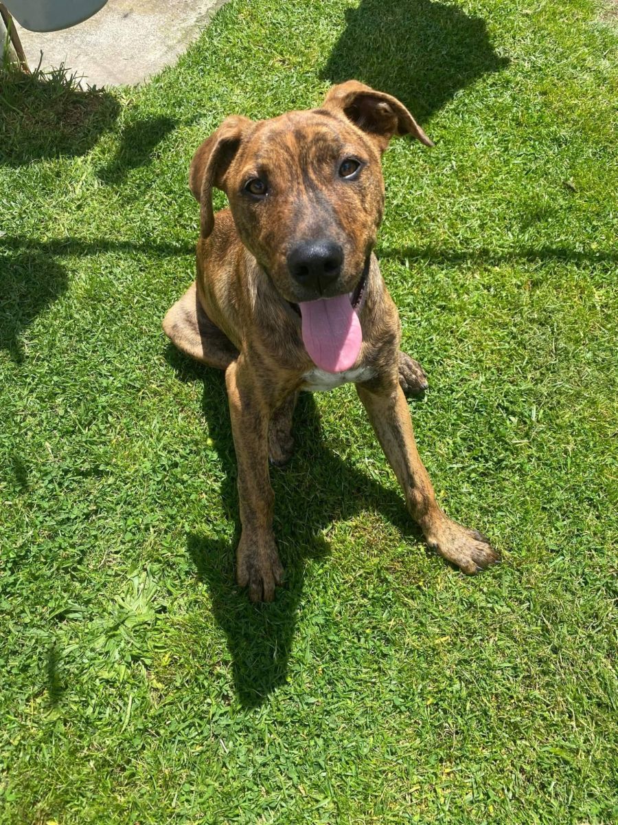 Hakea - Medium Male Staffy x Boxer x American Bulldog Mix Dog in VIC ...