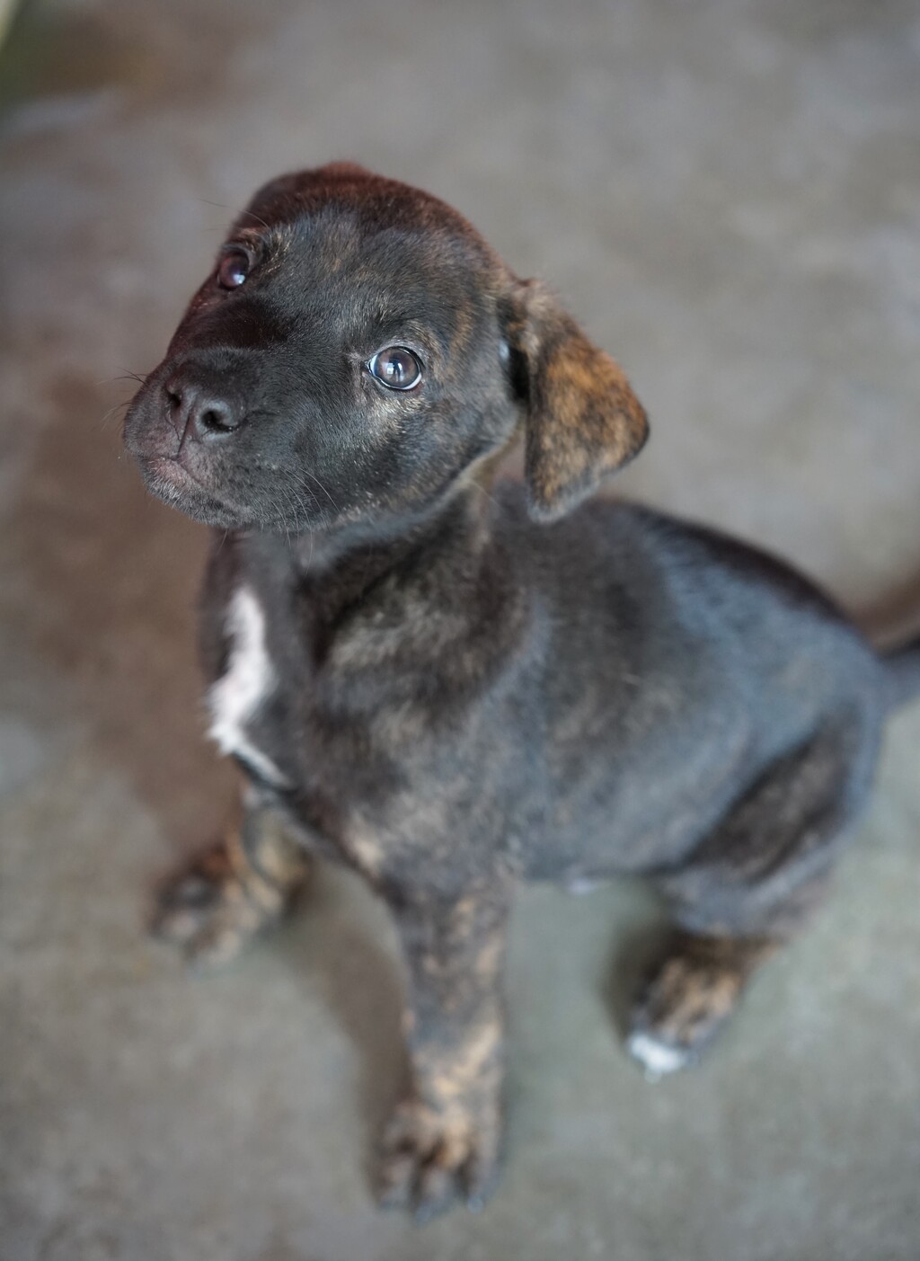 Clancy - Medium Male American Staffordshire Bull Terrier Mix Dog in QLD - PetRescue