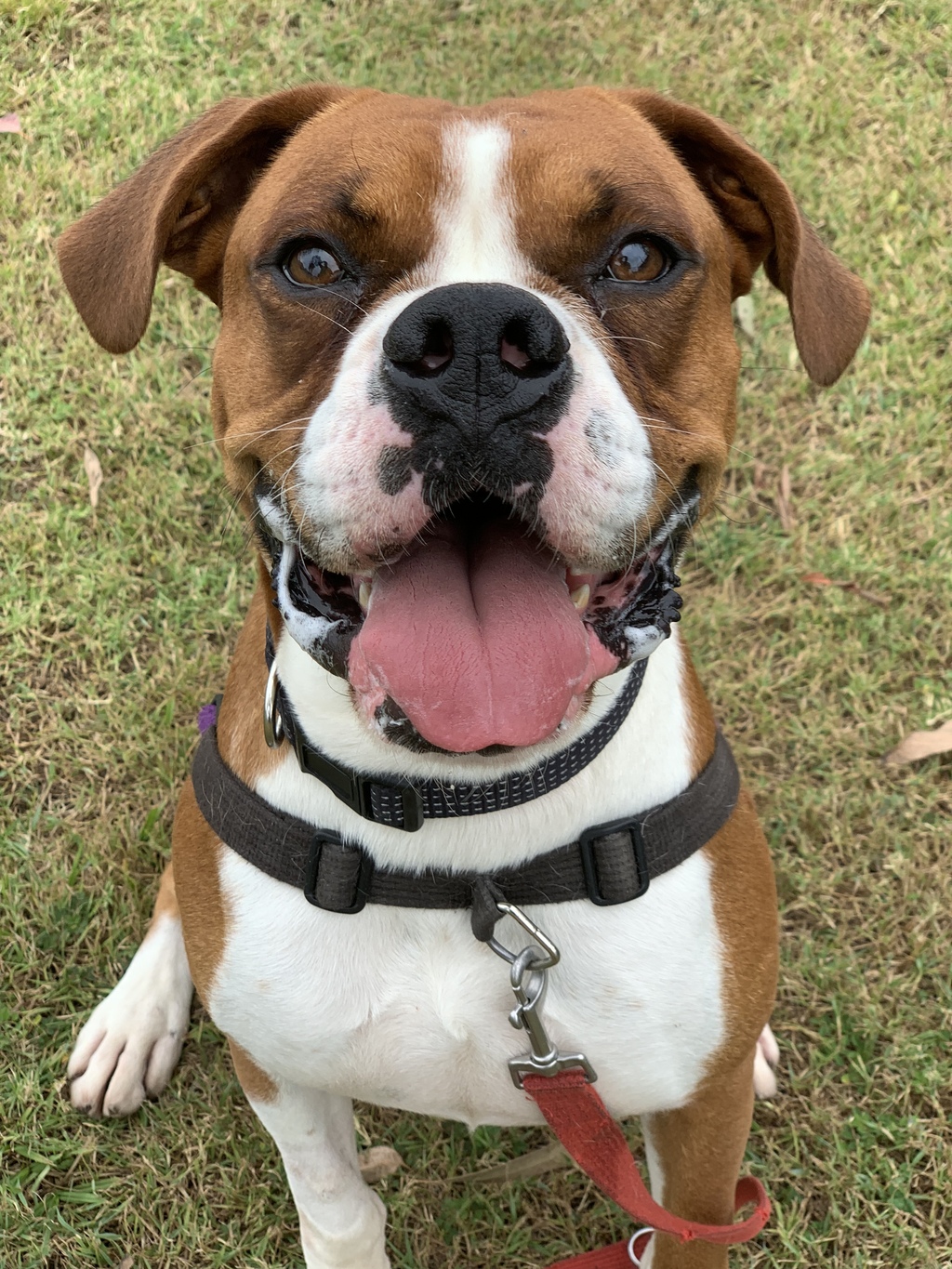 Ozzy - Large Male Boxer Mix Dog in QLD - PetRescue