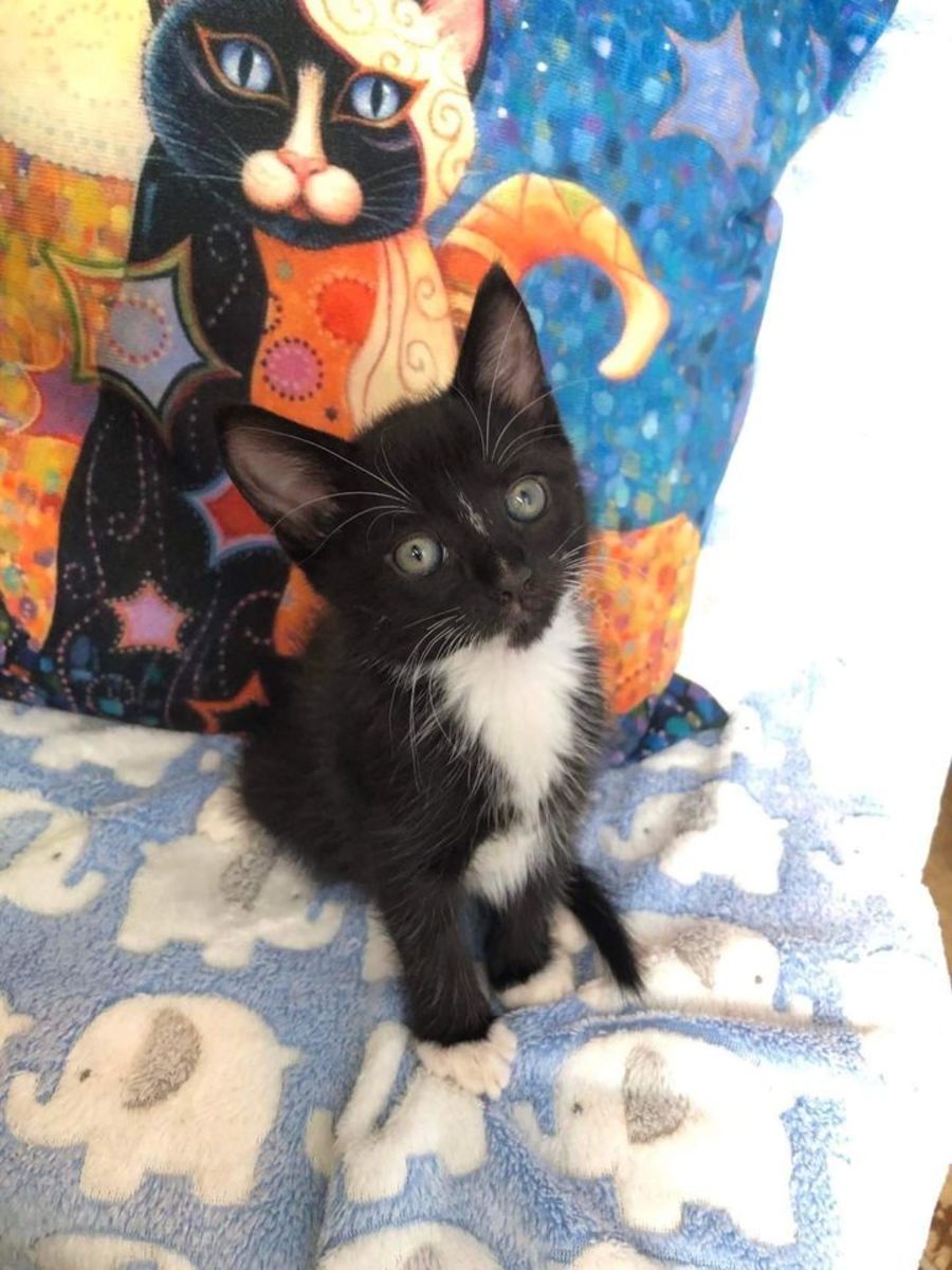 Castiel - Male Domestic Short Hair Cat in QLD - PetRescue