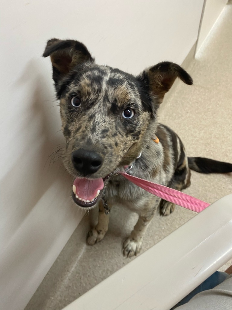 Chippie - Medium Male Koolie Dog in QLD - PetRescue