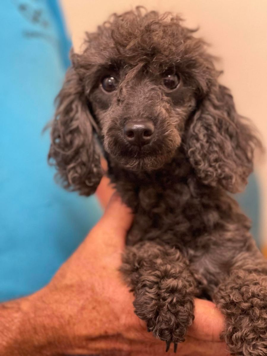 Gabby - Small Female Poodle Dog in QLD - PetRescue