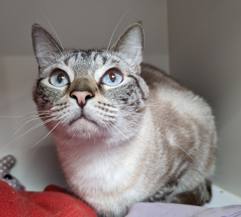 Cairo - Male Layanese Mix Cat in QLD - PetRescue