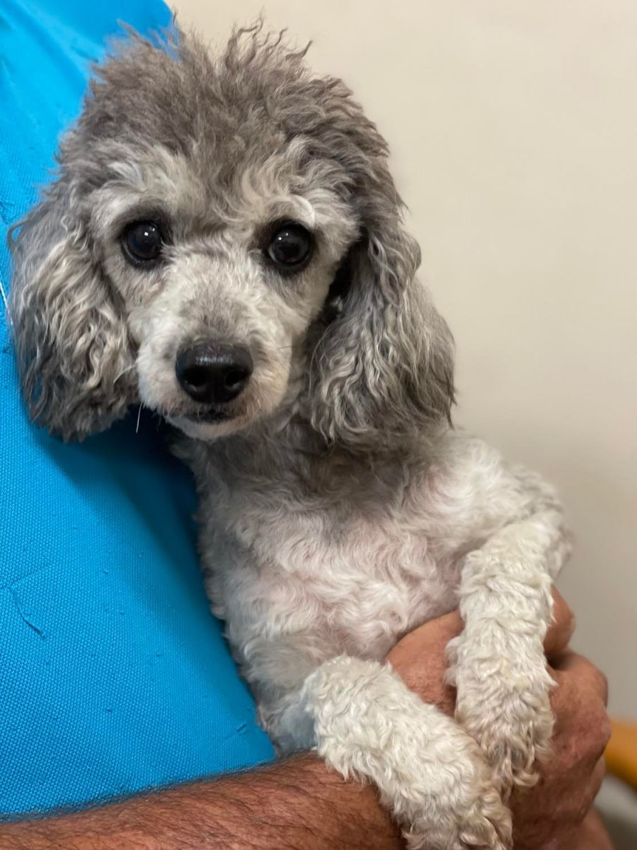 Gigi - Small Female Poodle Dog in QLD - PetRescue