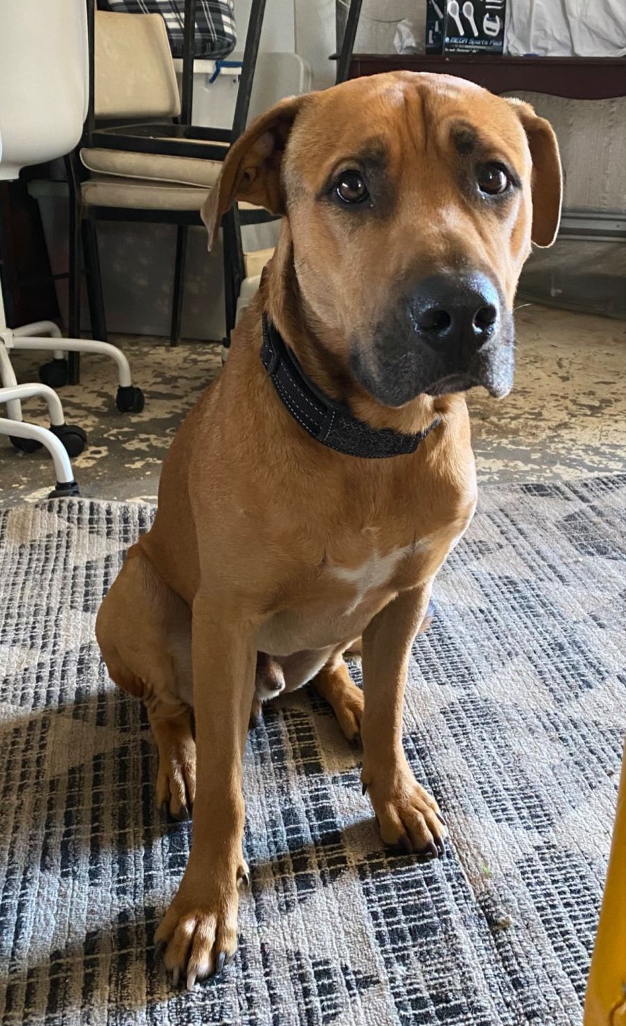 Scooby - Medium Male Rhodesian Ridgeback Mix Dog in VIC - PetRescue