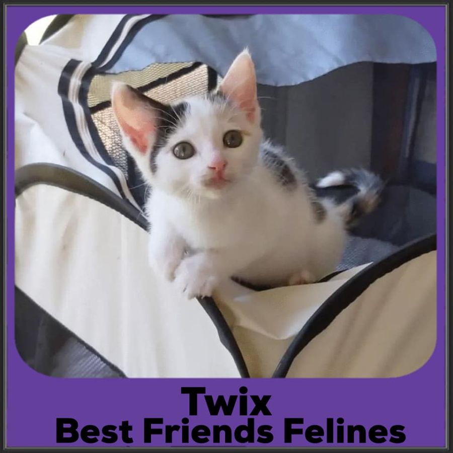 Twix - Female Domestic Short Hair Cat in QLD - PetRescue