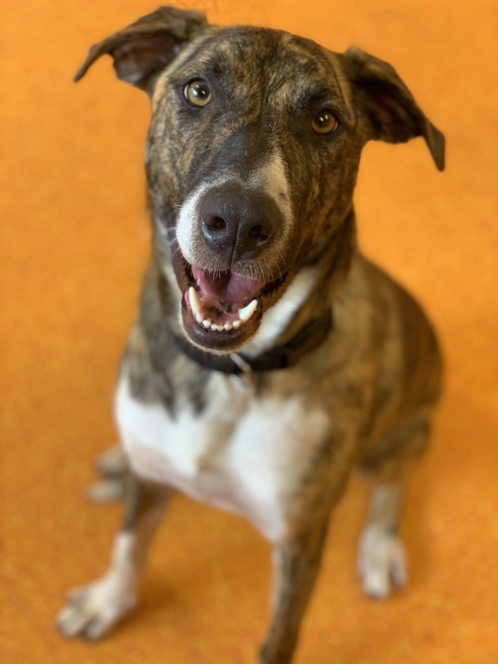 Scuttle - Large Male Kelpie Mix Dog in QLD - PetRescue