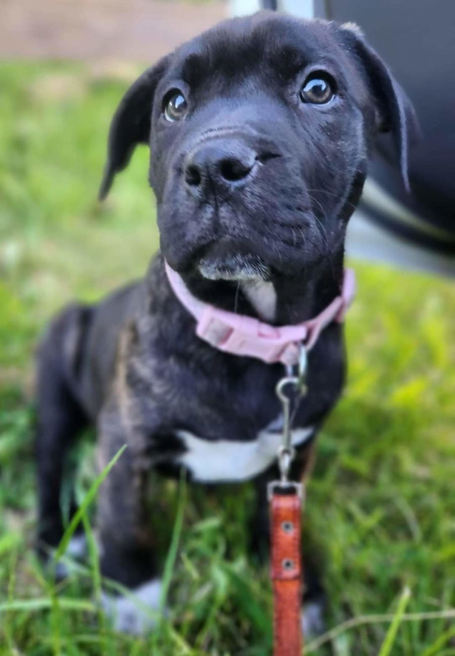 Pretty - Large Female Bull Arab Mix Dog in VIC - PetRescue