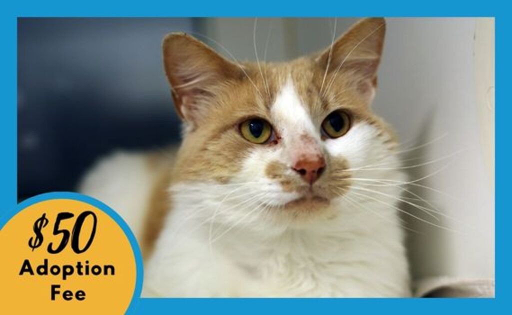 Khal Marks - Male Domestic Short Hair Mix Cat in VIC - PetRescue