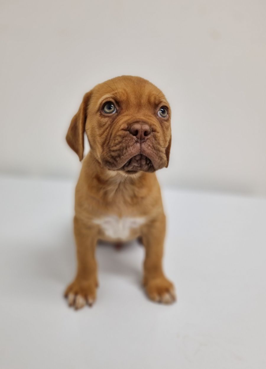 Tate - Large Male Dogue De Bordeaux Dog in NSW - PetRescue