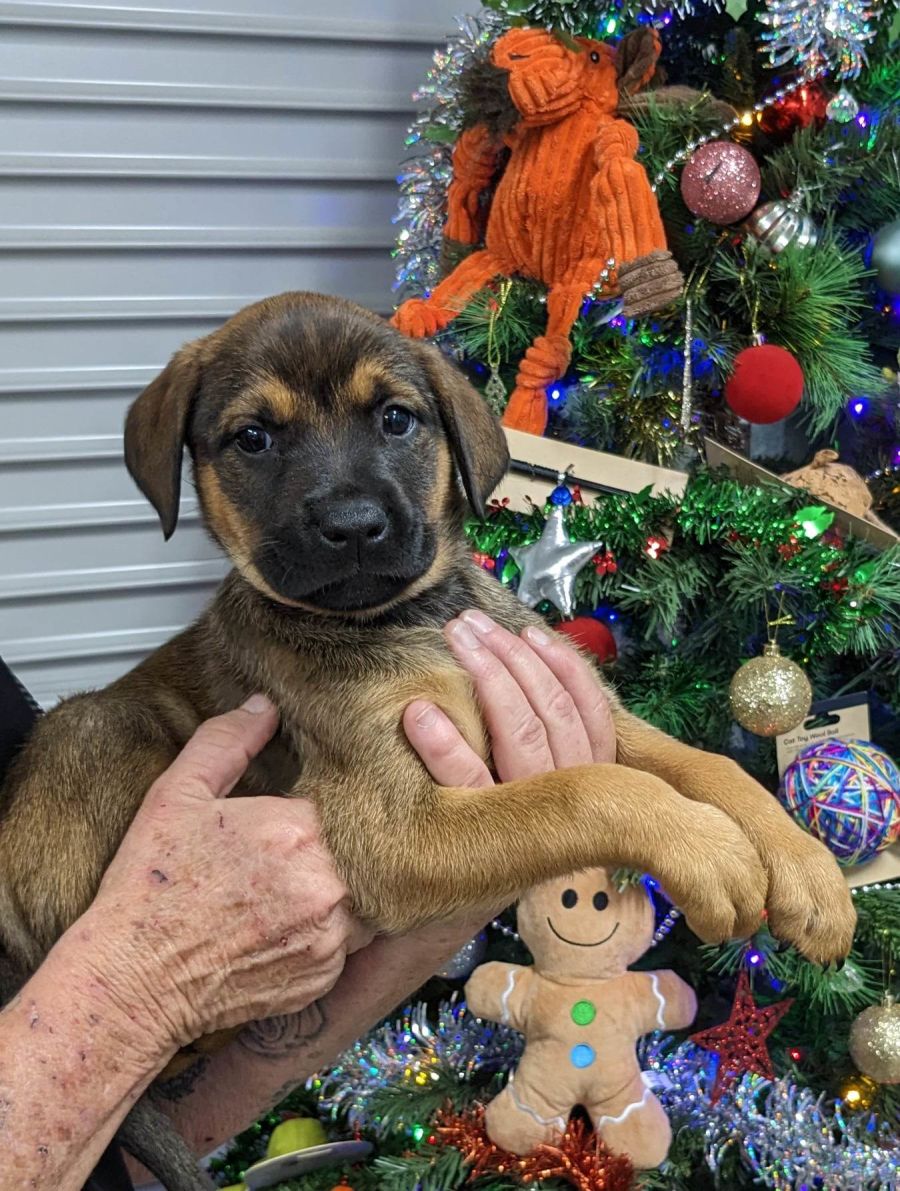 Cartier - Large Female Rottweiler x Staffy Dog in NSW - PetRescue