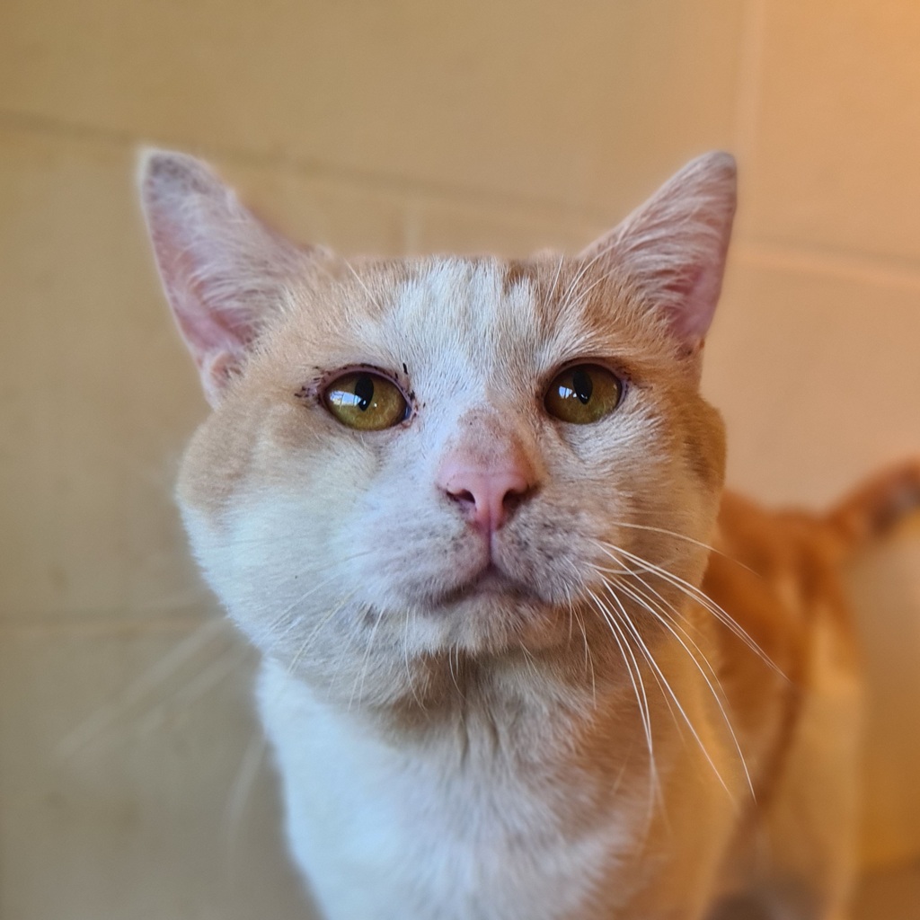 Bongus - Male Domestic Short Hair Cat in VIC - PetRescue