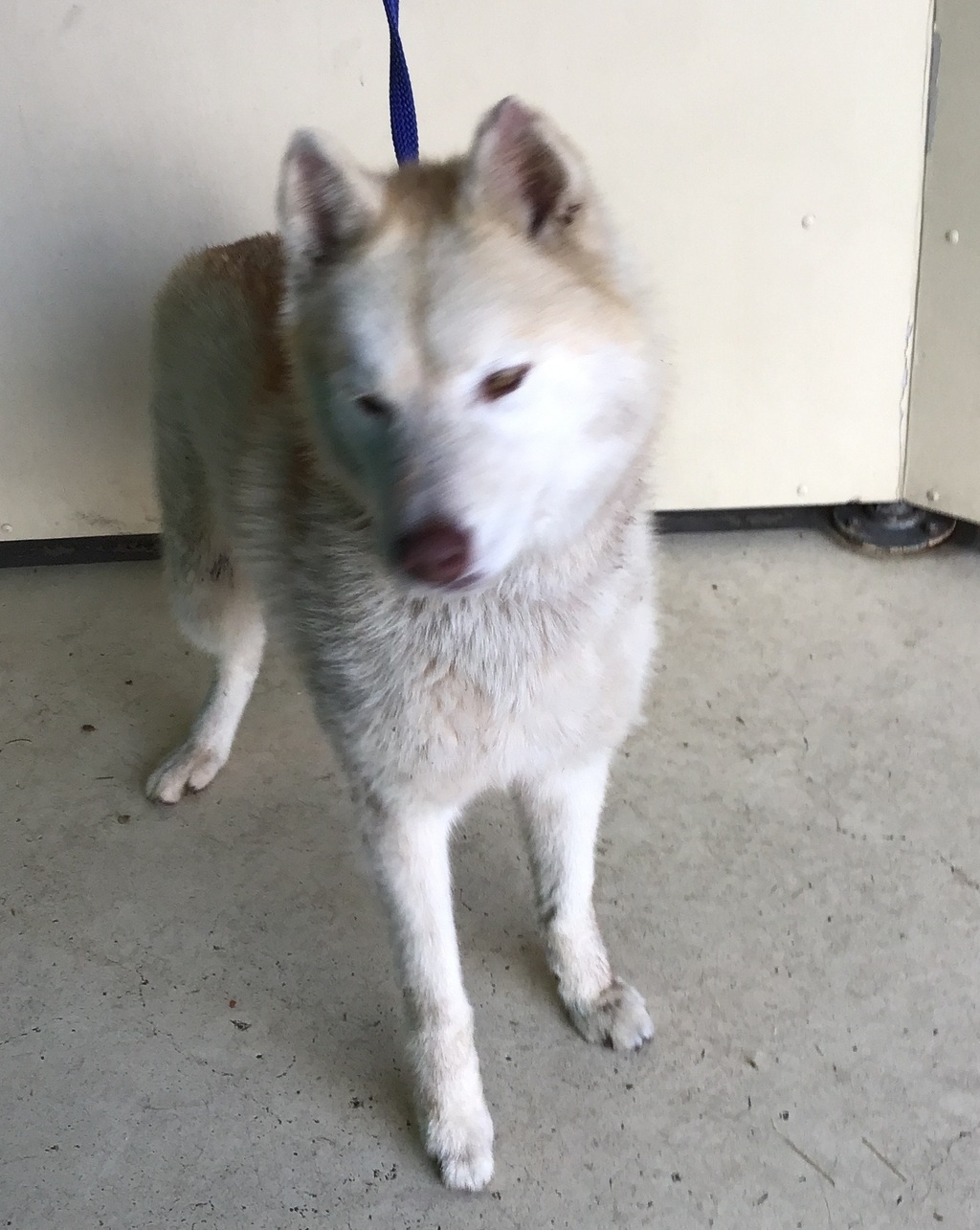 Kouba - Medium Male Siberian Husky Mix Dog in VIC - PetRescue