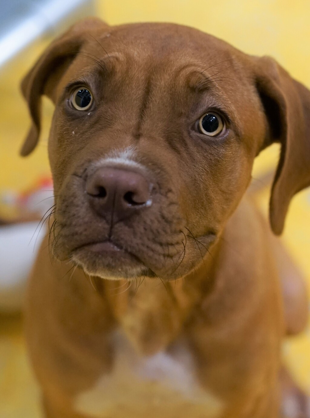 Velma - Large Female Dogue De Bordeaux x American Staffordshire Bull ...