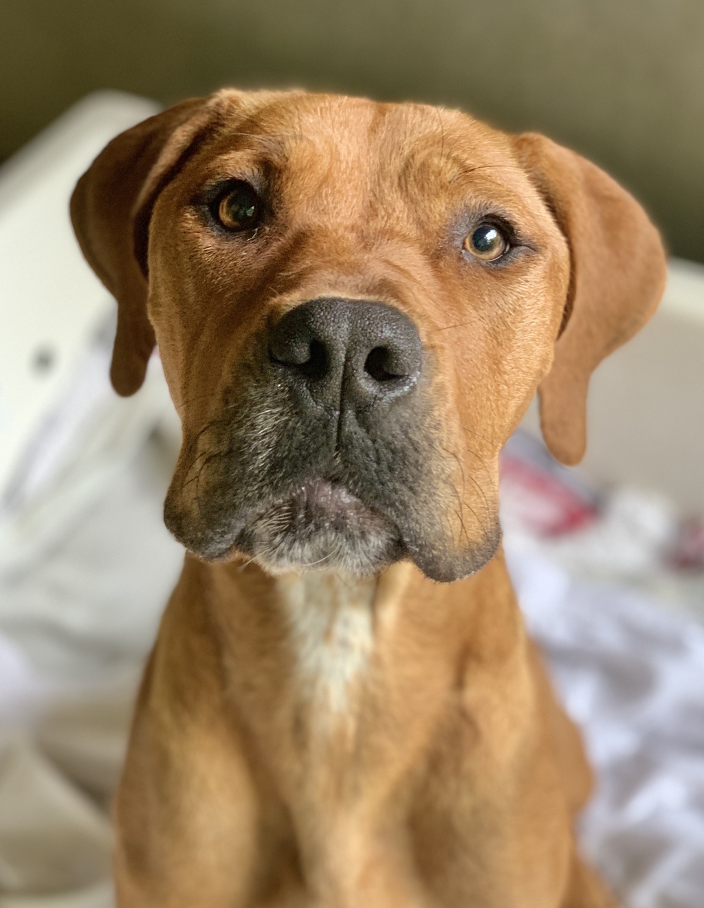 Medium Female Dogue De Bordeaux x Rhodesian Ridgeback Mix Dog in QLD ...
