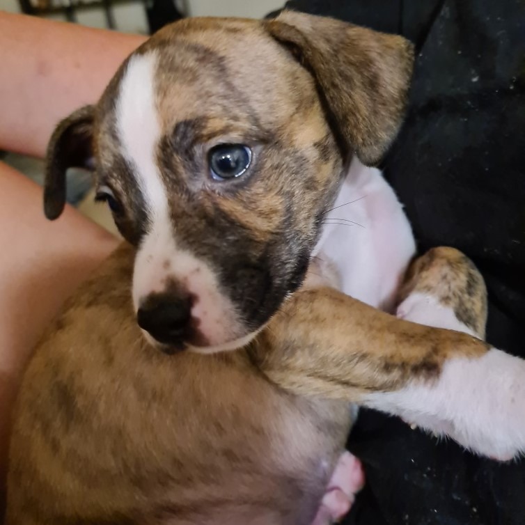 Elroy - Medium Male Mixed Breed Dog in WA - PetRescue