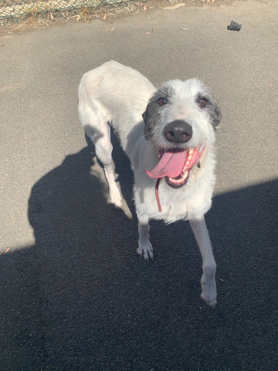 Merrah - Large Female Deer Hound Mix Dog in VIC - PetRescue