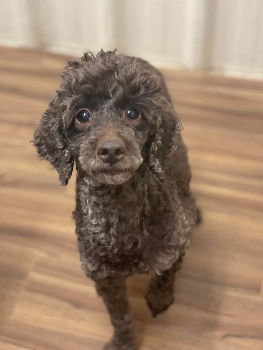 Asha - Small Female Poodle Dog in QLD - PetRescue