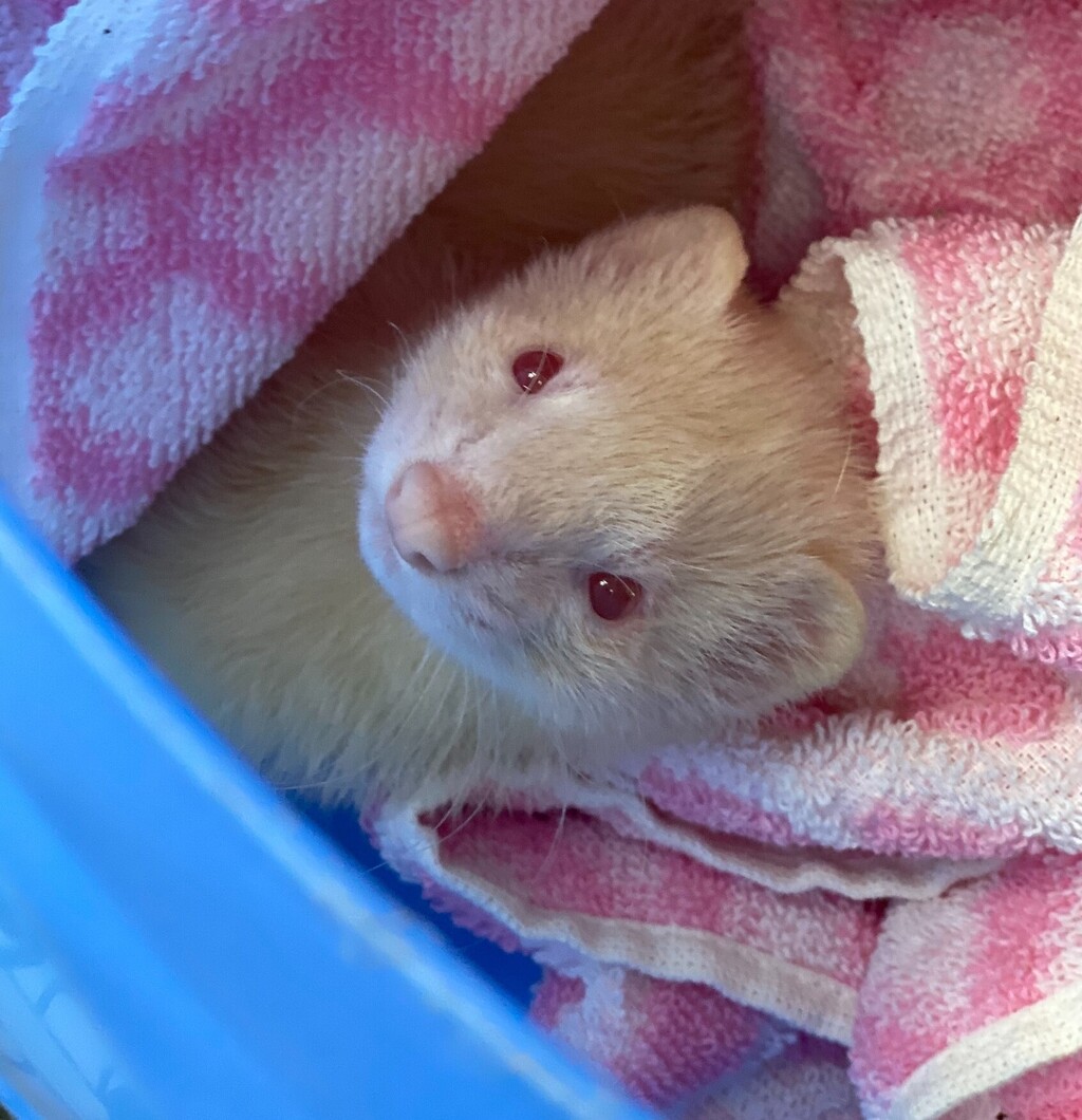 Hemmingway - Female Ferret Mix Ferret in VIC - PetRescue