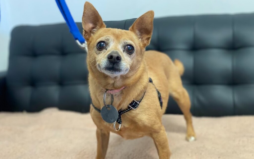 Nala - Small Female Chihuahua x Fox Terrier Mix Dog in VIC - PetRescue