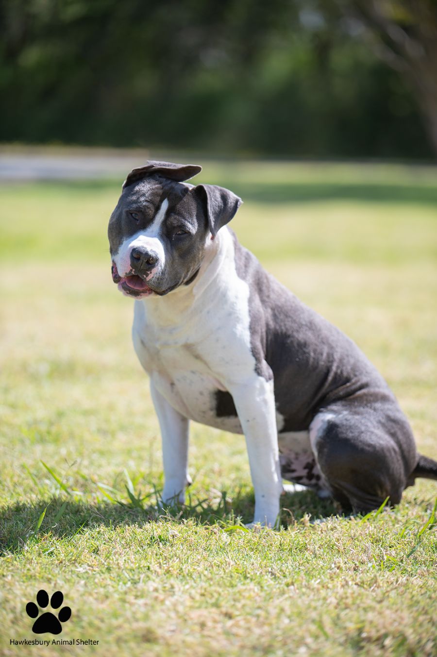 Harvey - Large Male Staffy Dog in NSW - PetRescue
