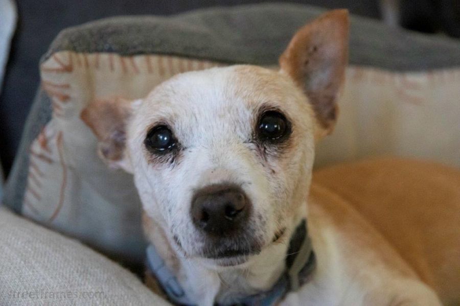 Alicia Jagger - Small Female Miniature Fox Terrier Mix Dog in VIC ...